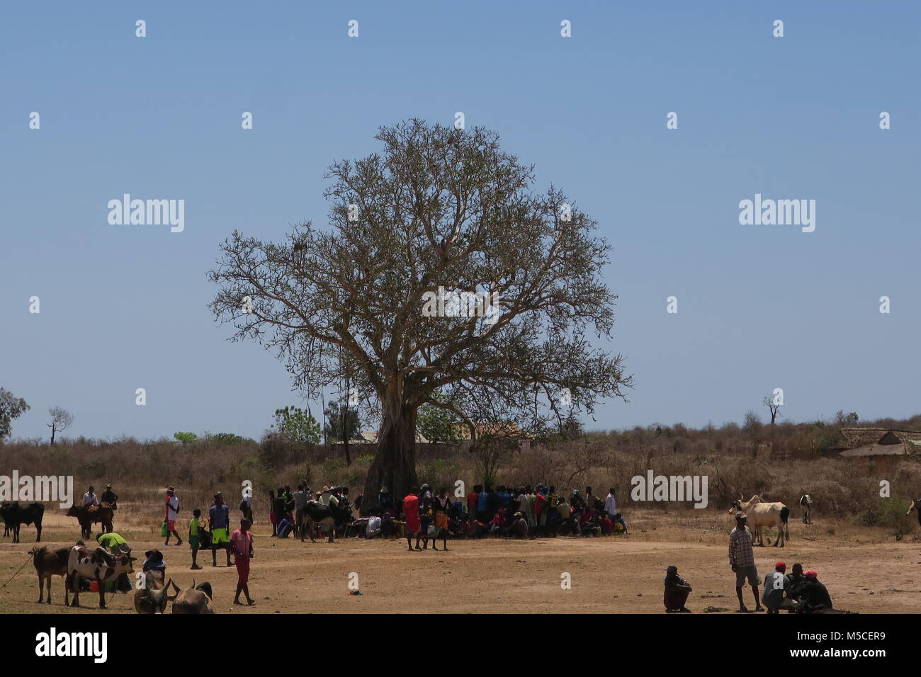 Livestock fair in village. Zebu animal is one of the symbols of ...