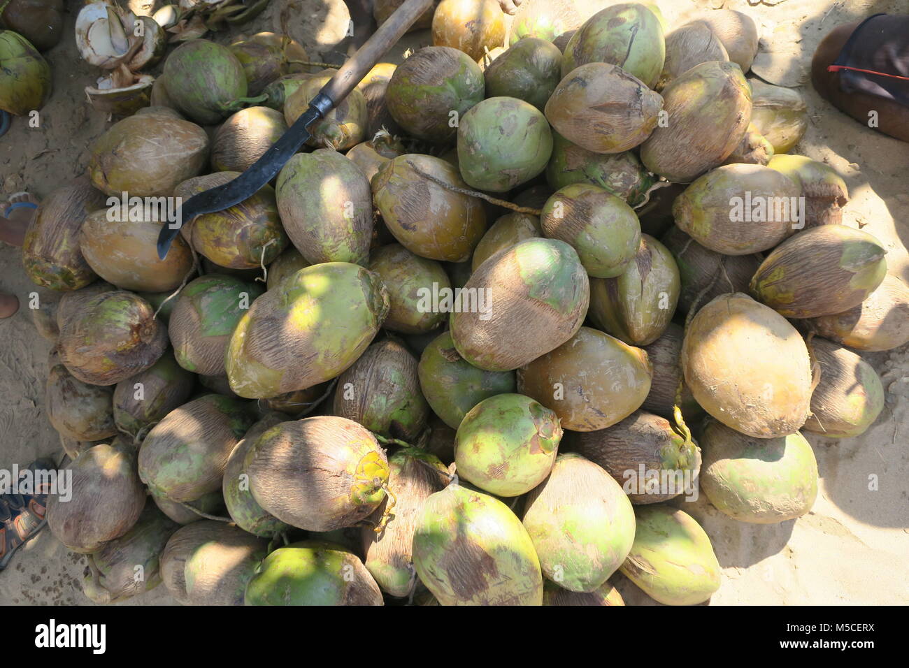 Native local human sell coconuts to tourists at riverside of ...