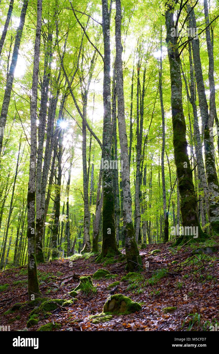 interior of a beech forest with moss and sunshine in Spain Stock Photo ...