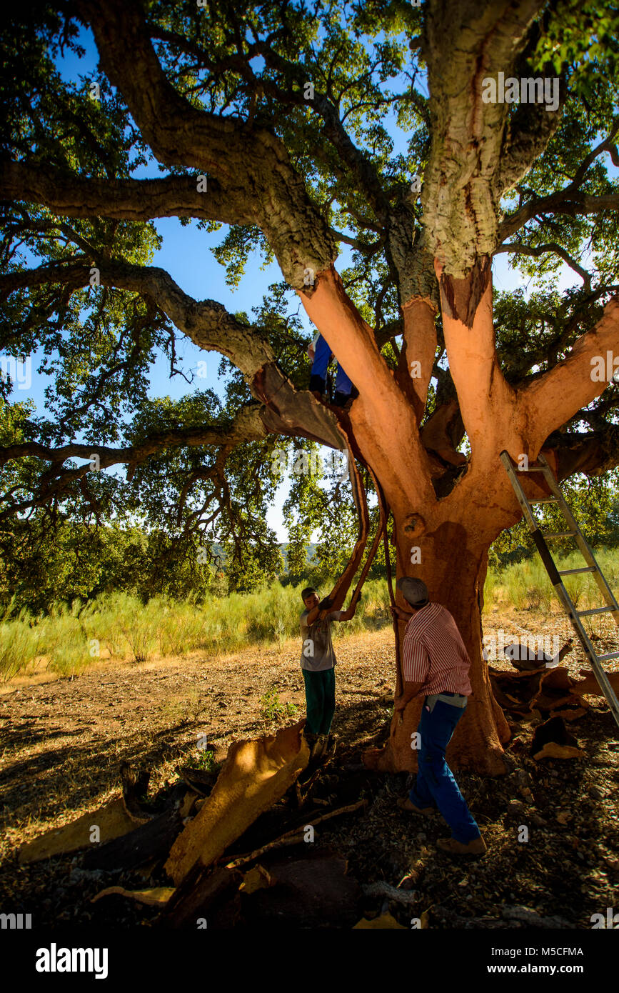 Cork workers, taking out the cortex of the corks. After that we can use ...