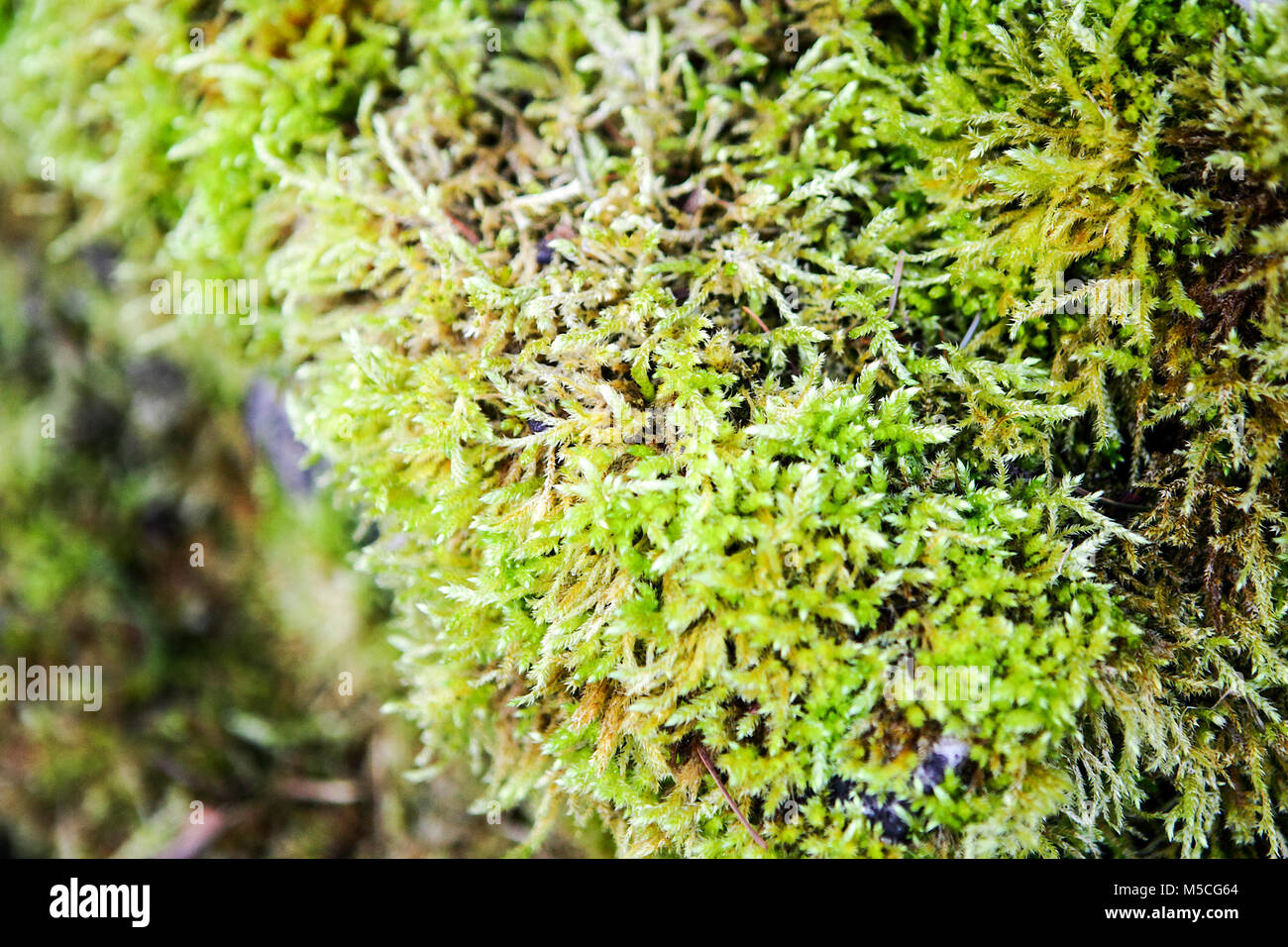 One of (40) images in this set related to texture, pattern, red ...