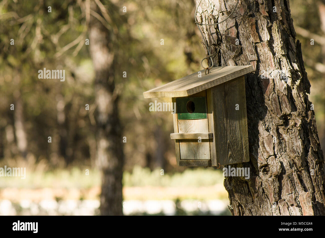 Wooden bird nest box, nestbox, hanging in tree in spring in forest ...