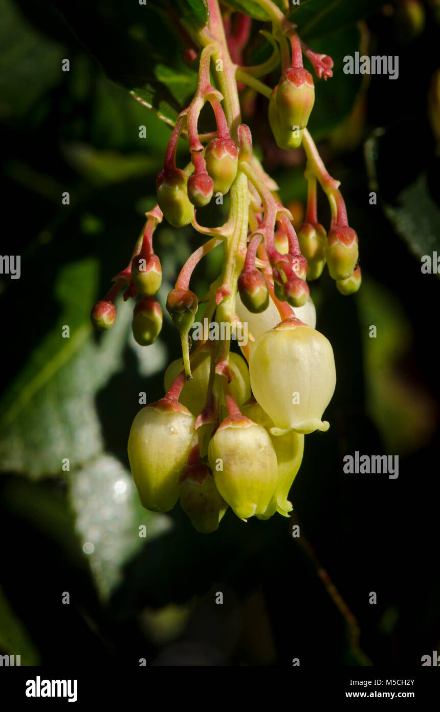 Strawberry tree flower hi-res stock photography and images - Alamy