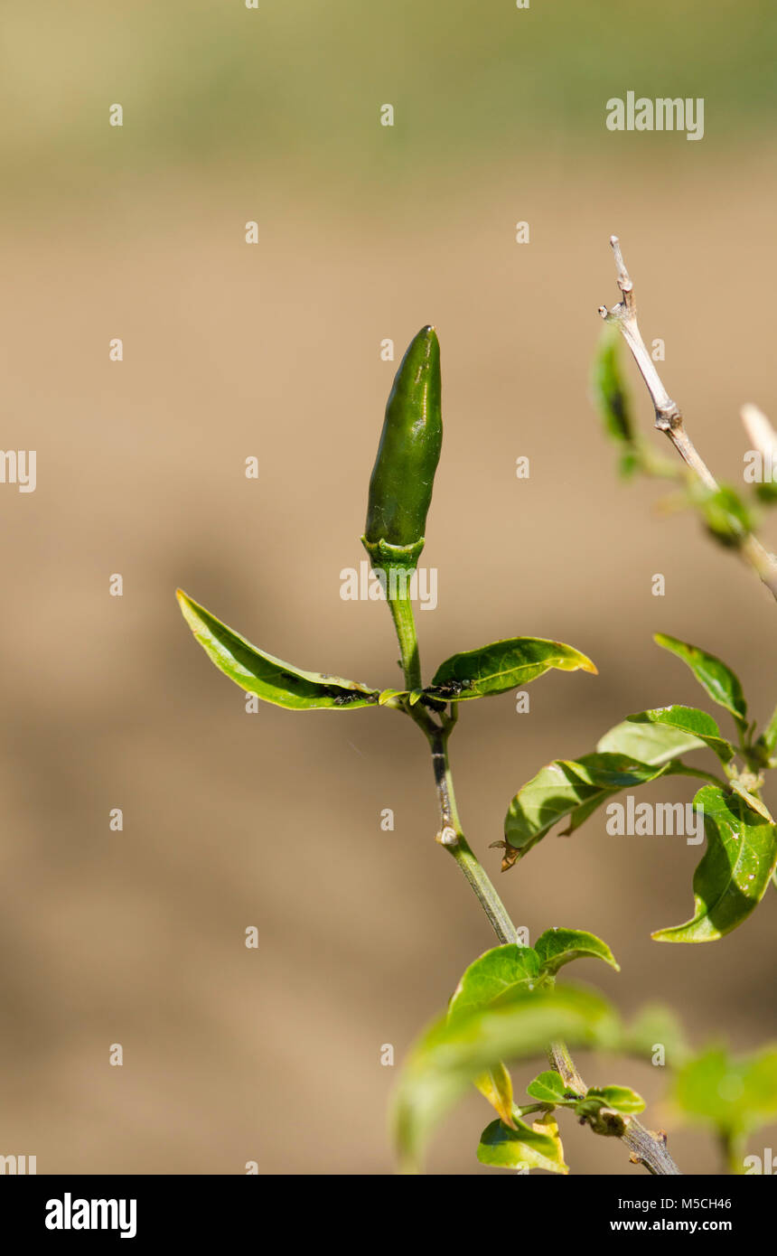 Capsaican hi-res stock photography and images - Alamy
