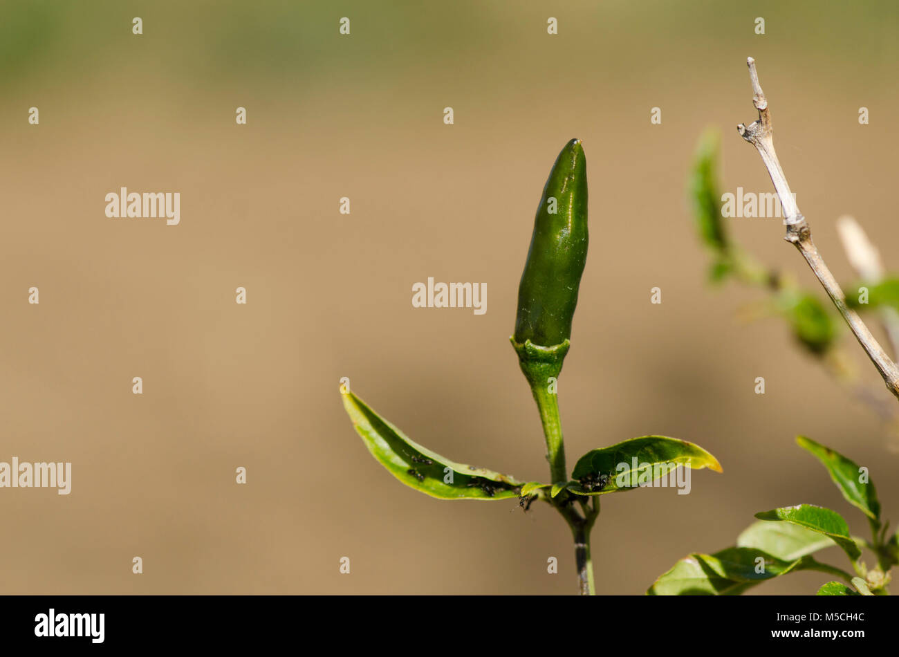 Hot green Chili Pepper, indonesian Cabe on plant Stock Photo - Alamy
