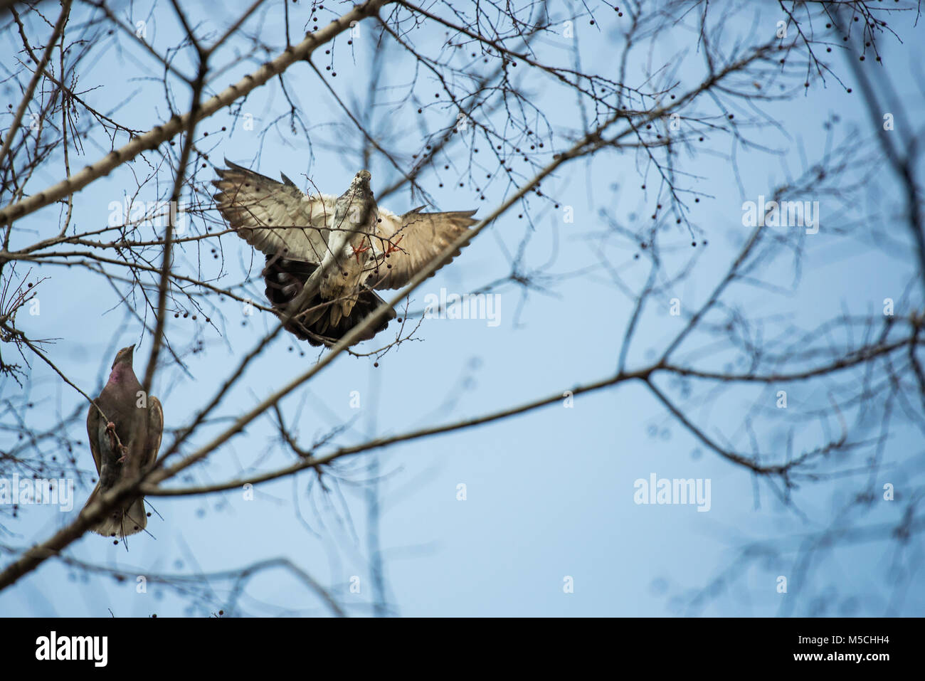 Birds flying from trees hi-res stock photography and images - Alamy