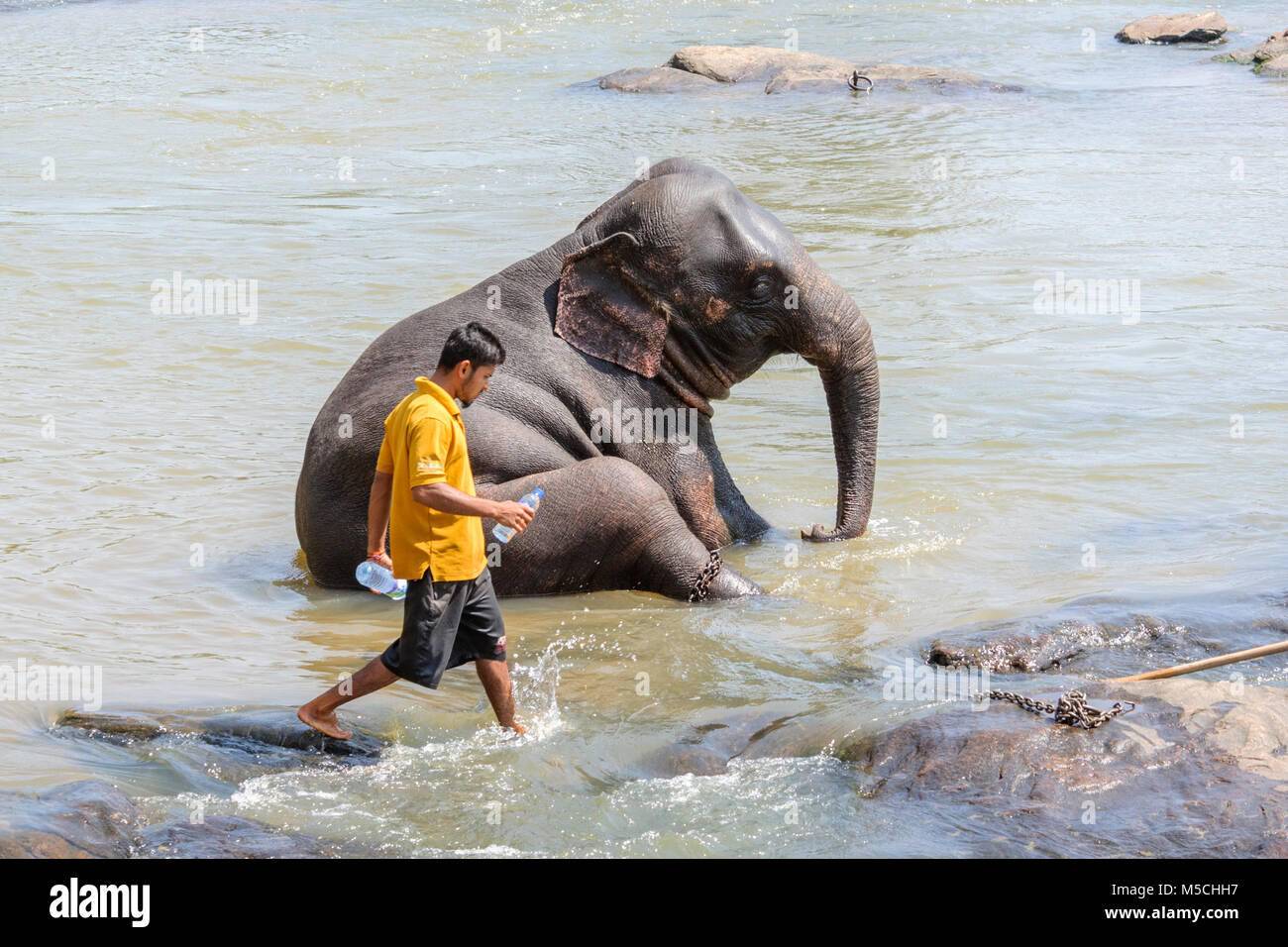 Asian elephants (Elephas maximus) bathing in the Maha Oya River at the ...