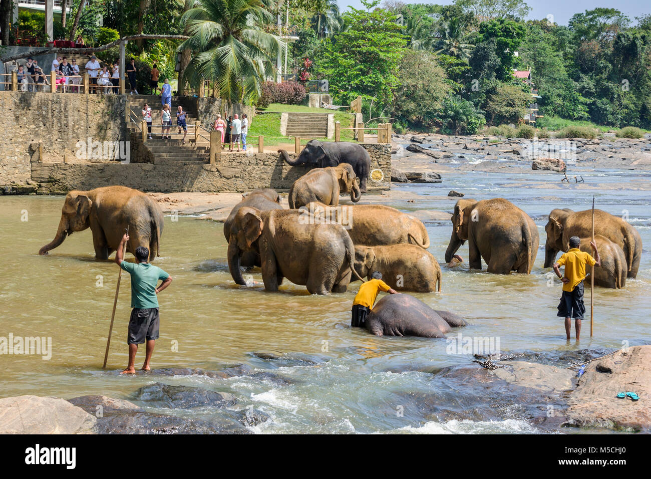 Asian elephants (Elephas maximus) bathing in the Maha Oya River at the ...