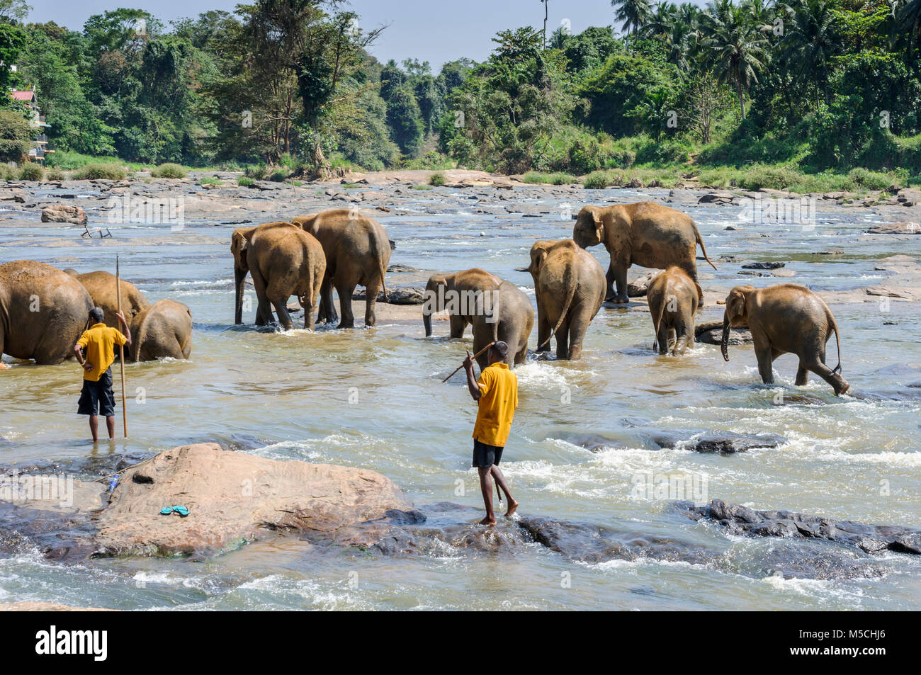 Asian elephants (Elephas maximus) bathing in the Maha Oya River at the ...