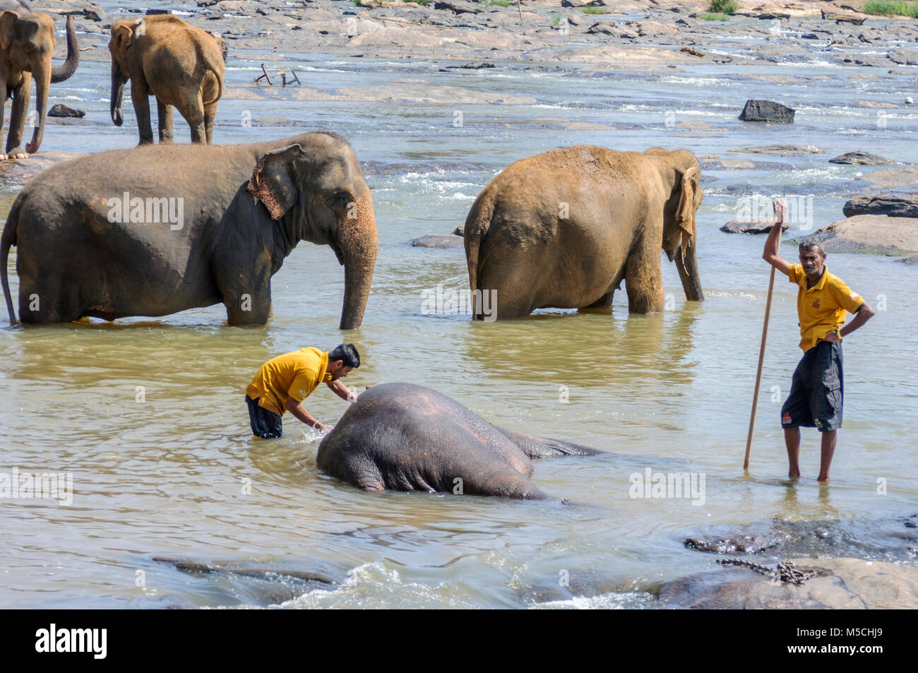 Asian elephants (Elephas maximus) bathing in the Maha Oya River at the ...