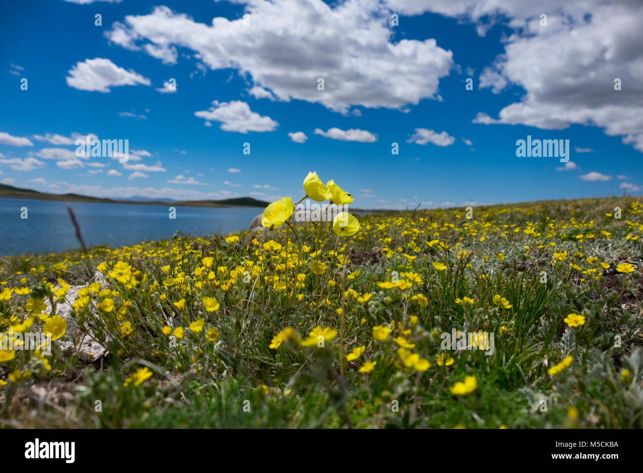 Polar poppy hi-res stock photography and images - Alamy