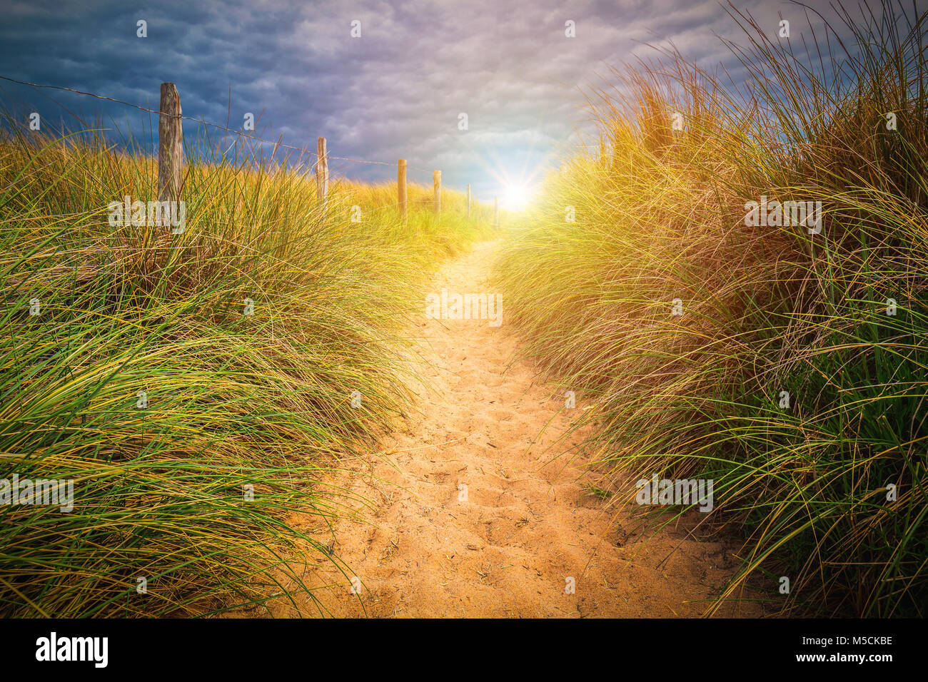 Path to sand beach with beachgrass. Way to the wide sandy beaches of ...