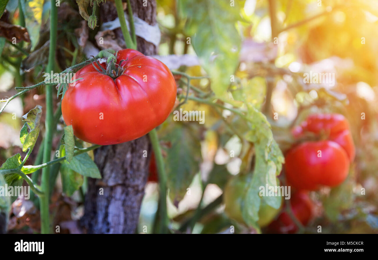Homegrown Red Fresh Tomato In A Garden. Red organic tomato plant and ...