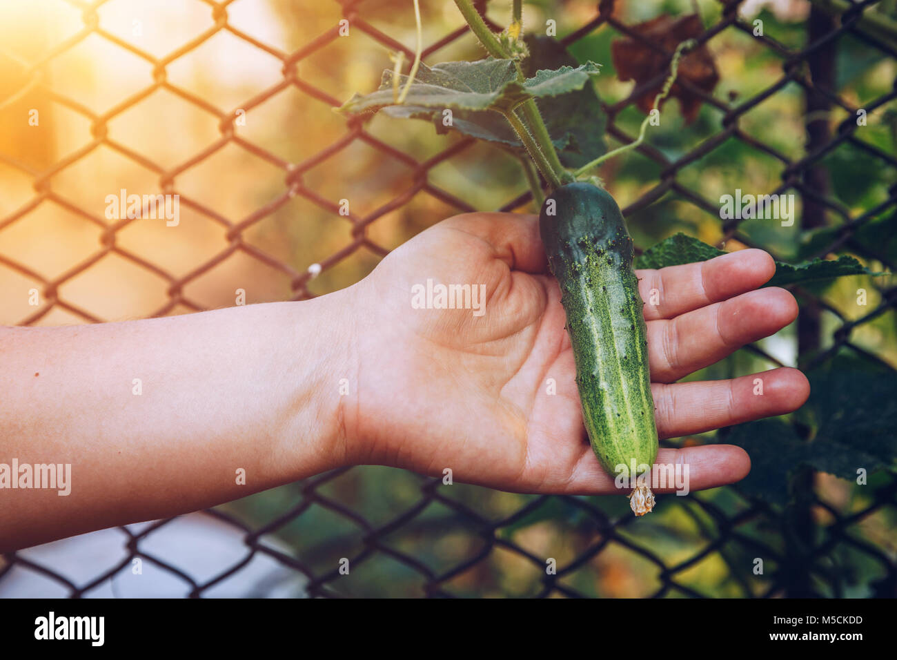 Woman hands holding an organic cucumber, close up hand. Raw Organic ...