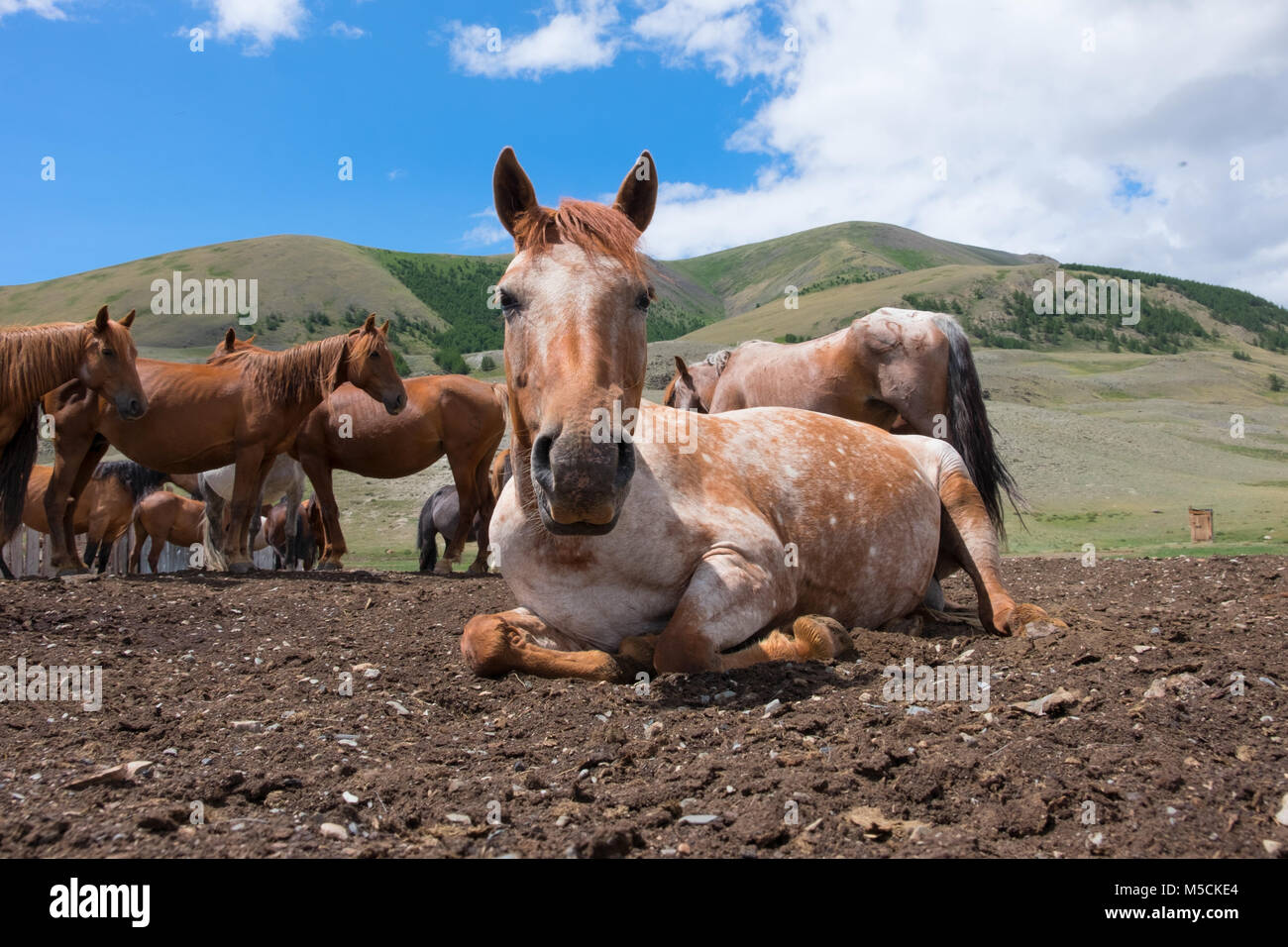Herd of foals waiting for feeding Stock Photo - Alamy