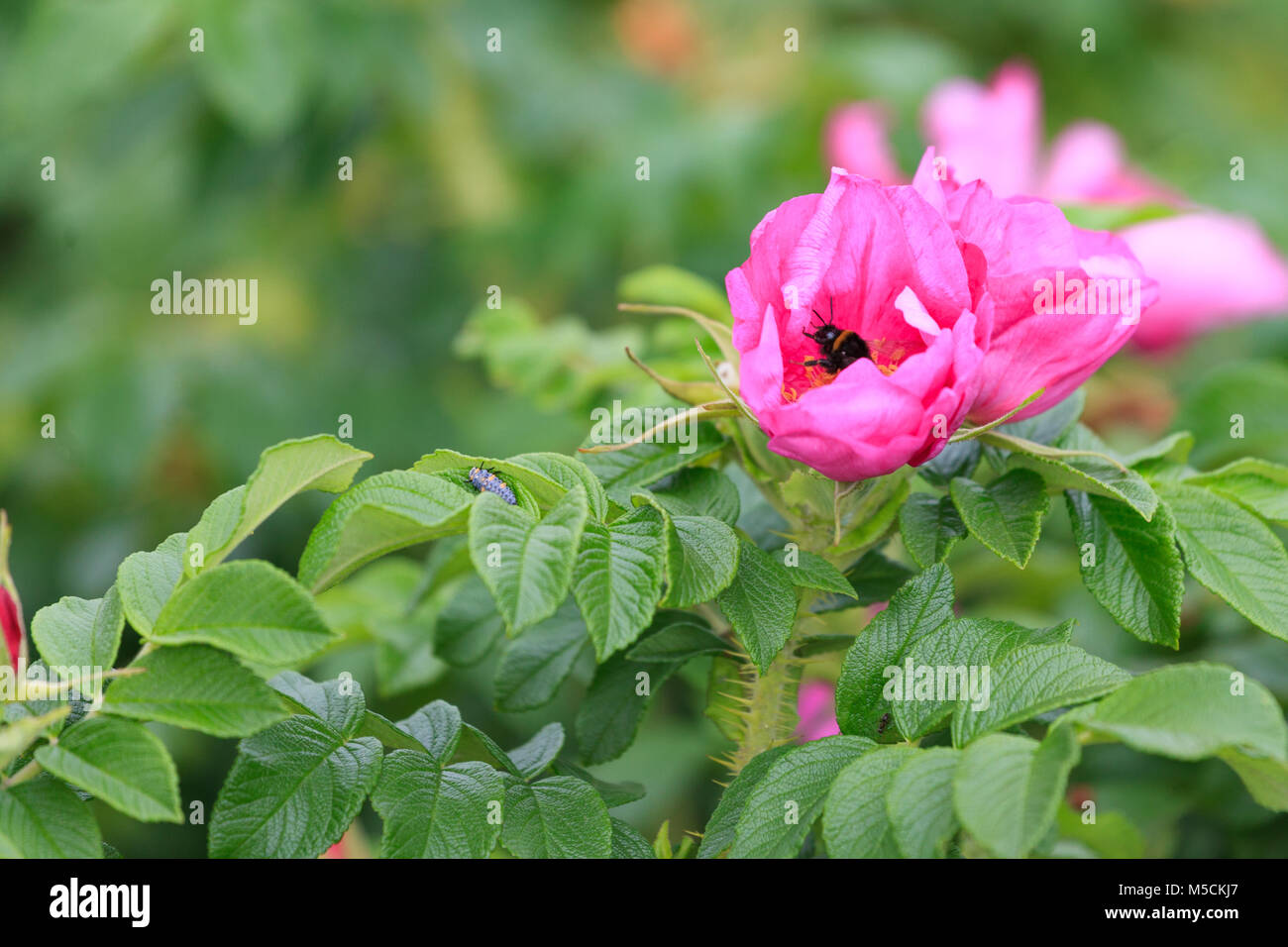 Flower and briar foliage and bumblebee Stock Photo - Alamy