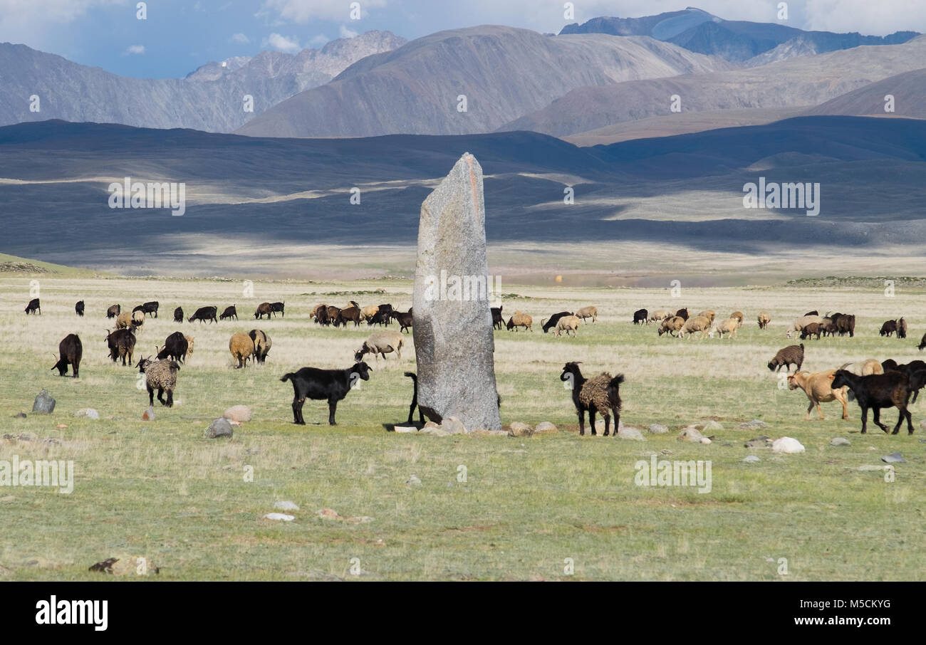 Herd of sheep and goats in the steppes of Asia Stock Photo - Alamy