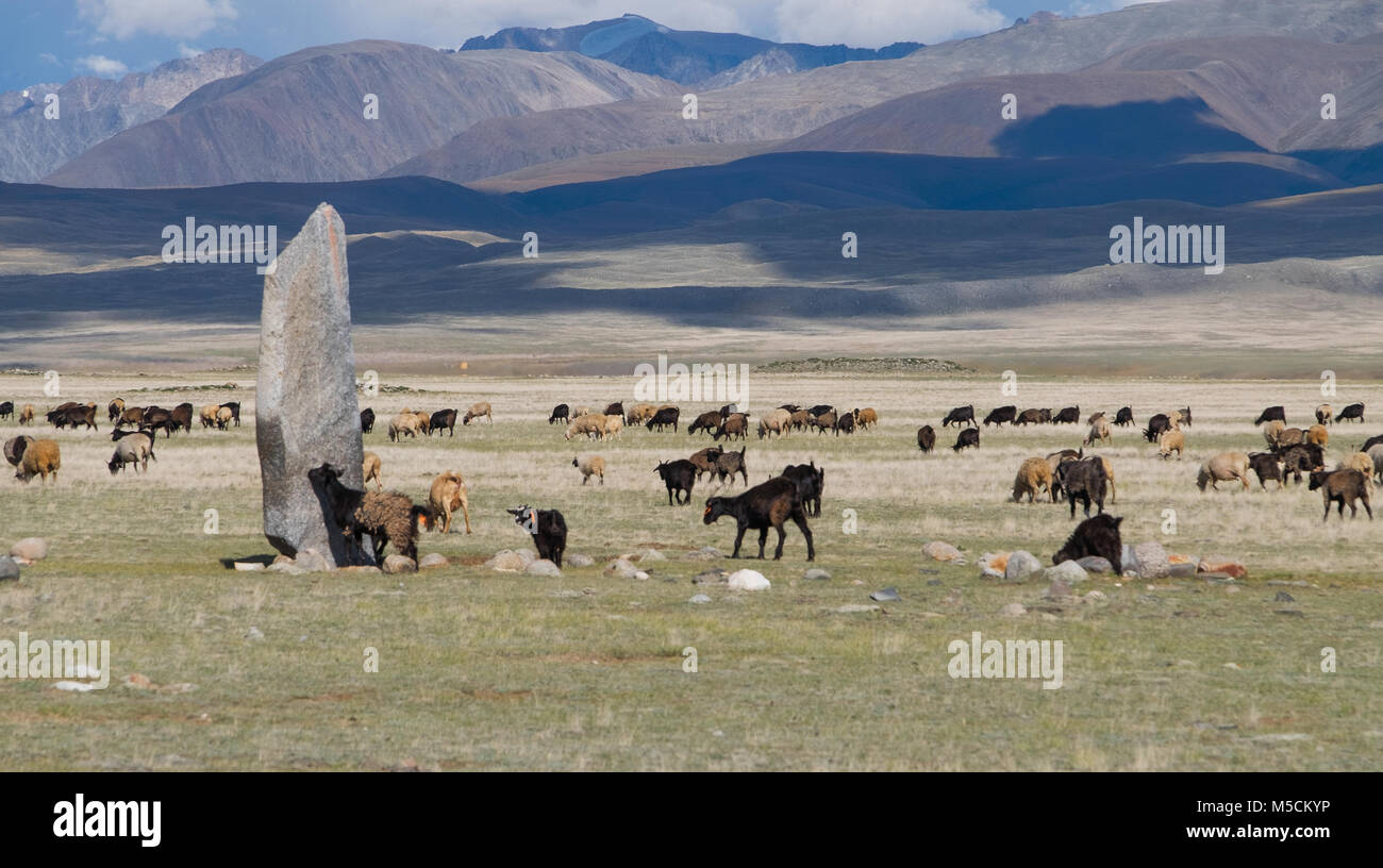 Herd of sheep and goats in the steppes of Asia Stock Photo - Alamy