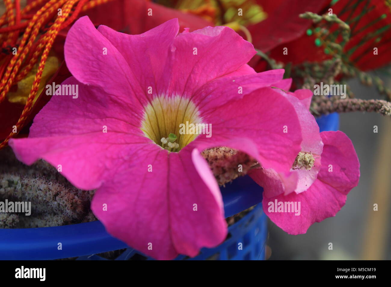 A close up picture of a flower Stock Photo - Alamy
