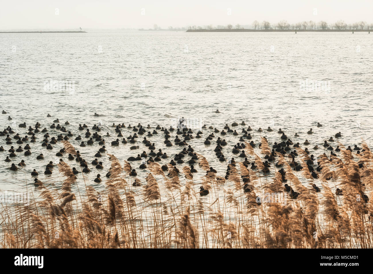 Group of coots hi-res stock photography and images - Alamy