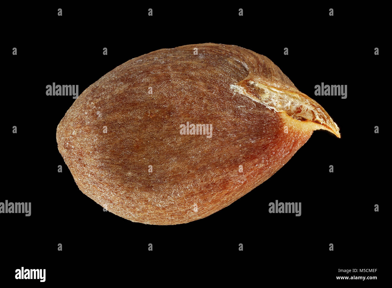 Malus domestica, Apple tree, Kultur-Apfelbaum, seed, close up, seed ...