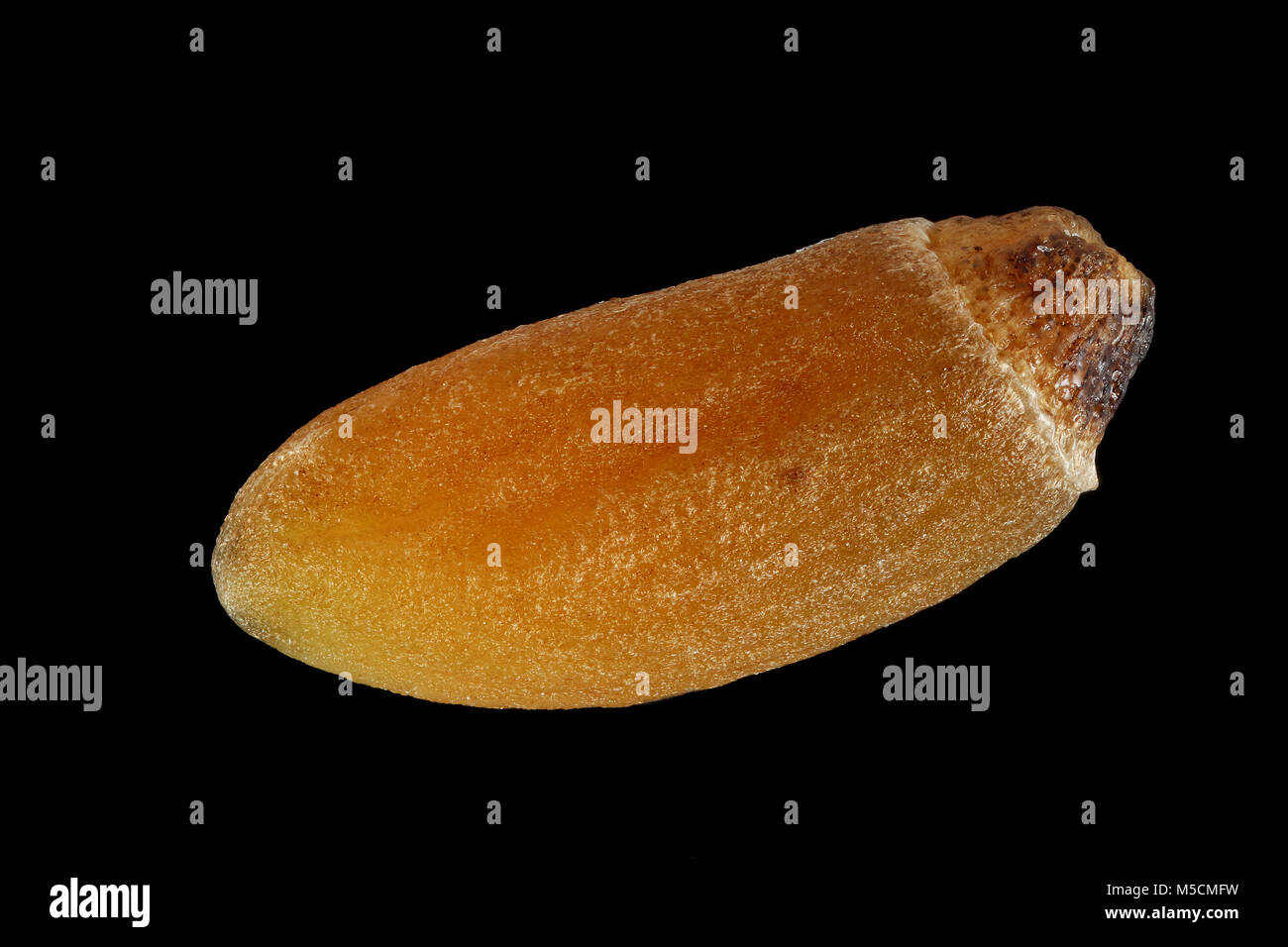 Small black seeds hi-res stock photography and images - Alamy