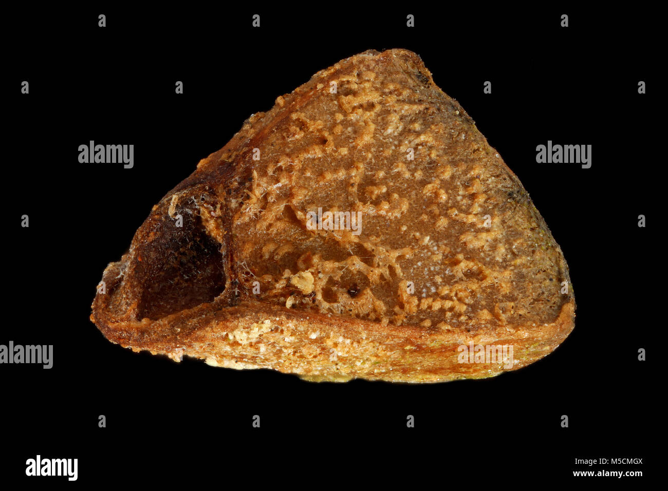 Molucella laevis, Bells of Ireland, Muschelblume, seed, close up, seed ...