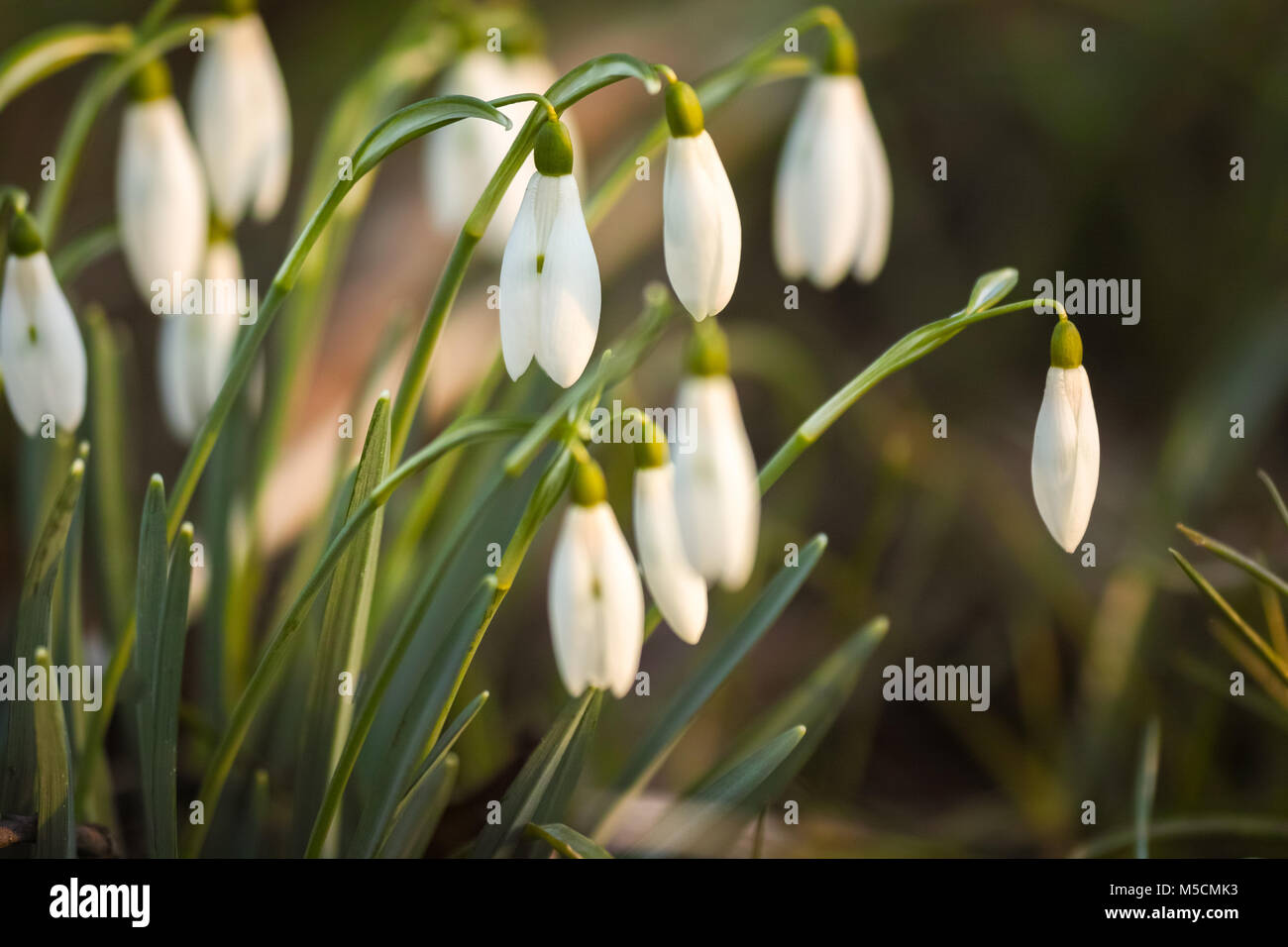 Snowdrop spring flowers. Delicate Snowdrop flower is one of the spring ...