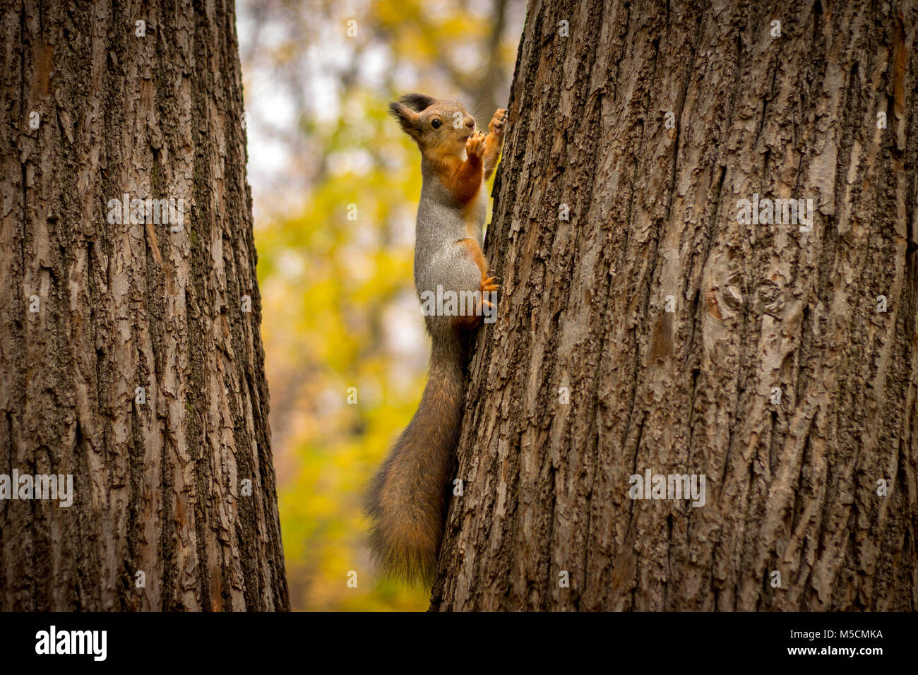 Squirrel eating walnut on a tree in park Stock Photo - Alamy