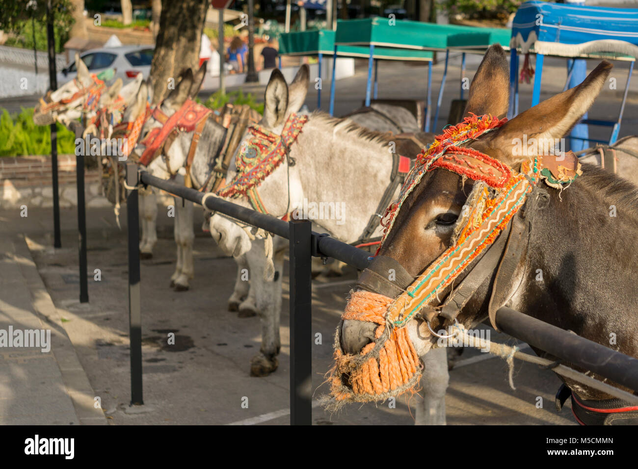 Donkeys in Mijas. Andalusia, Spain Stock Photo - Alamy