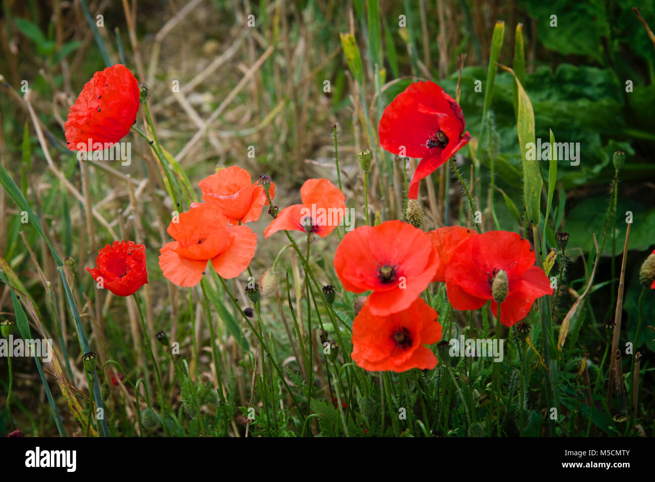 Flanders Poppies High Resolution Stock Photography and Images - Alamy