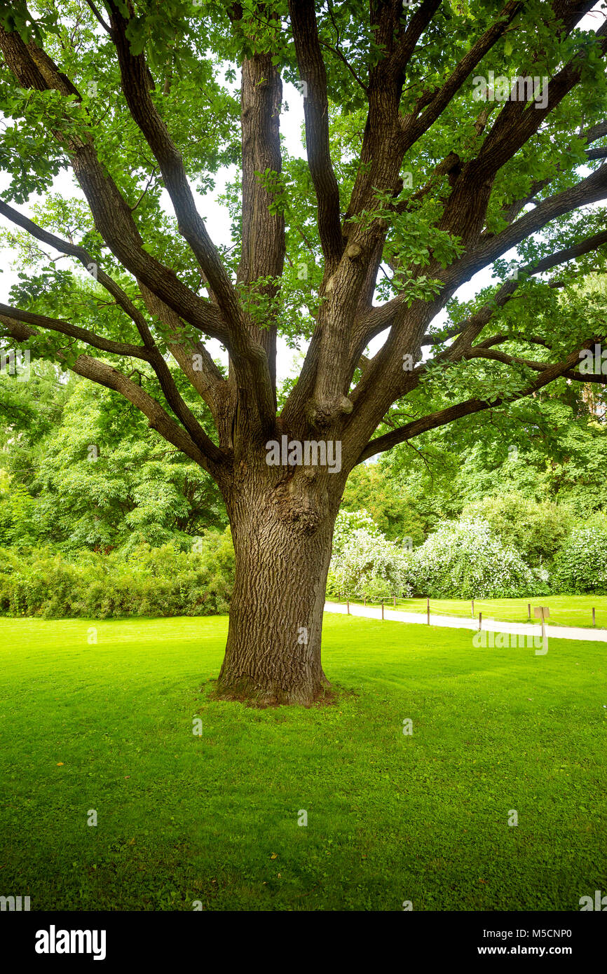 Old oak tree in a city park, Moscow, Russia Stock Photo - Alamy