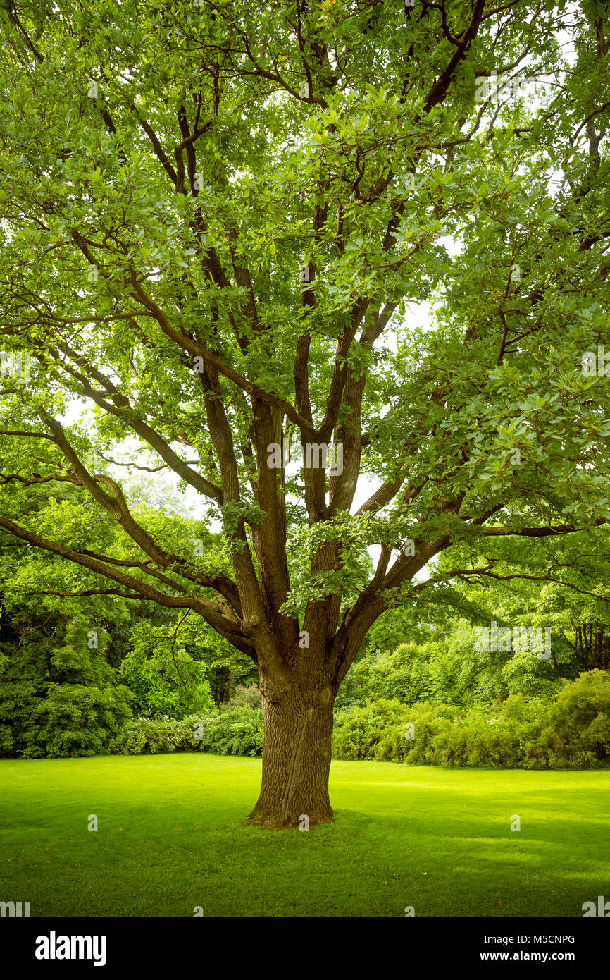 Big old oak tree in a city park, Moscow, Russia Stock Photo - Alamy