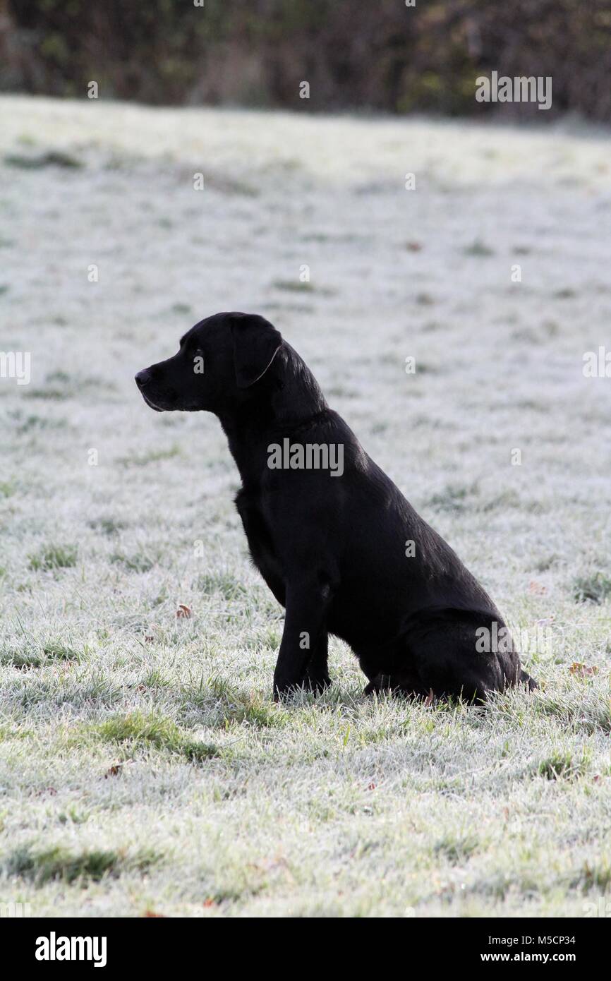 Black labrador winter hi-res stock photography and images - Alamy