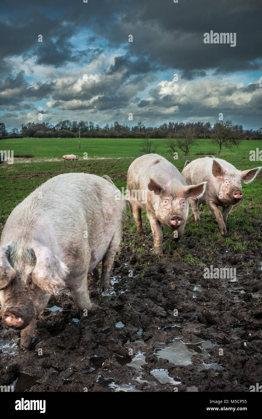 Three pigs running through a muddy field with a dramatic sky Stock ...