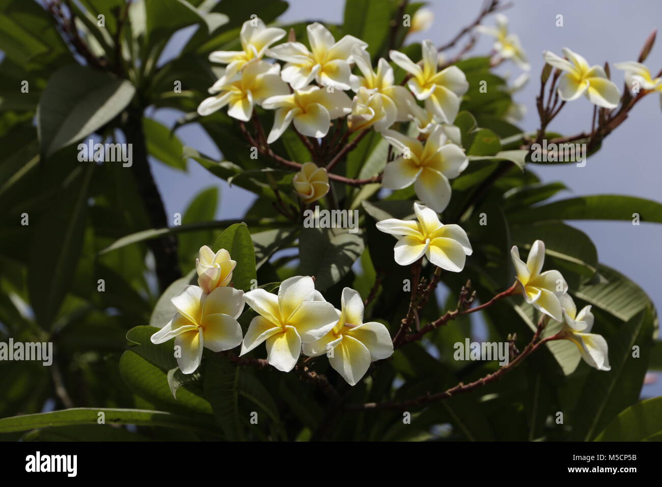 Frangi pani tree hi-res stock photography and images - Alamy