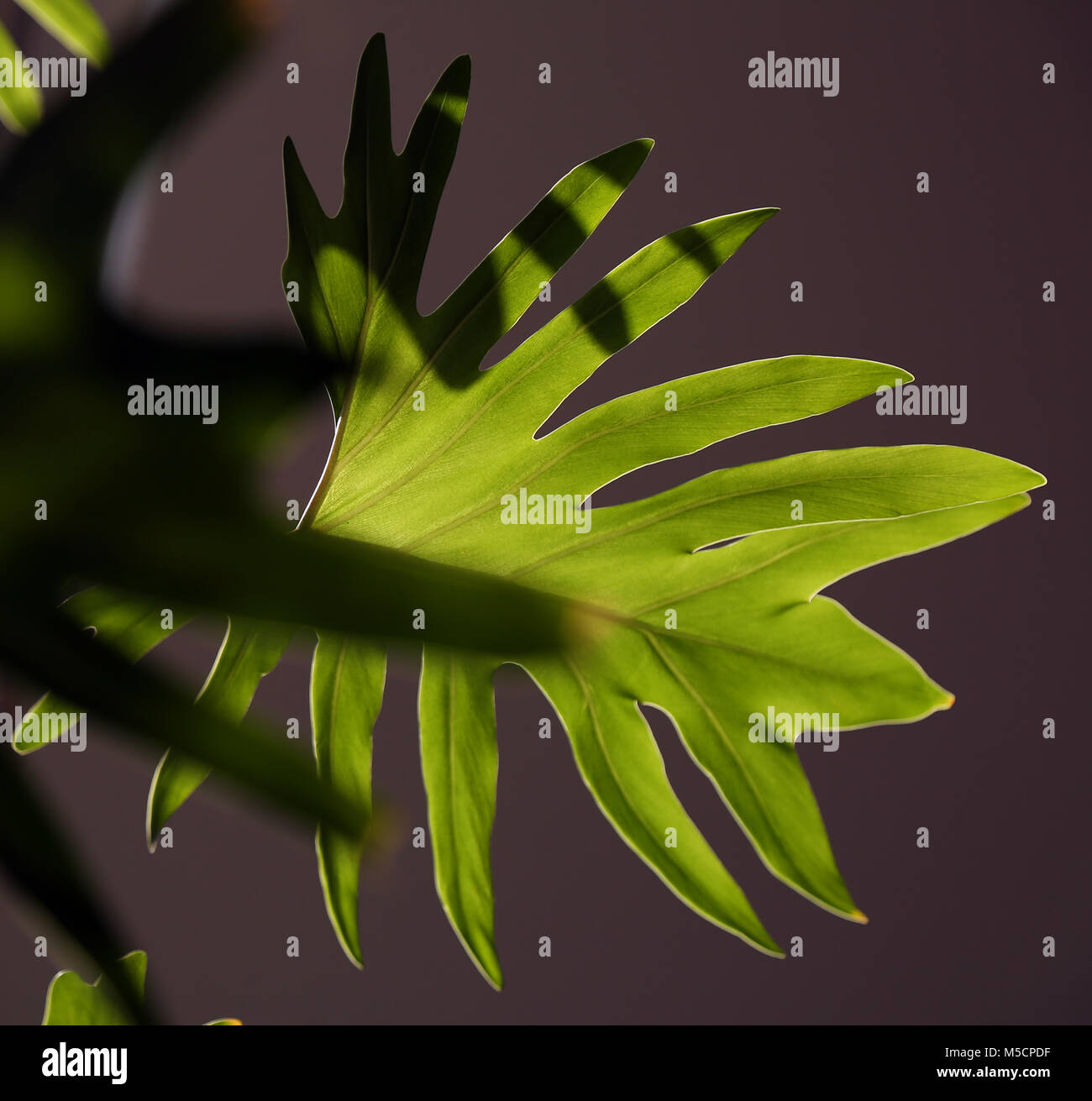 Palm leafe hi-res stock photography and images - Alamy