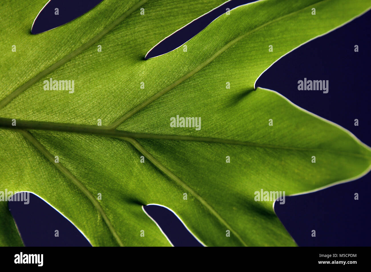Palm leafe on a dark background Stock Photo - Alamy