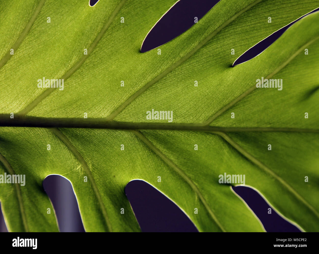 Palm leafe on a dark background Stock Photo - Alamy