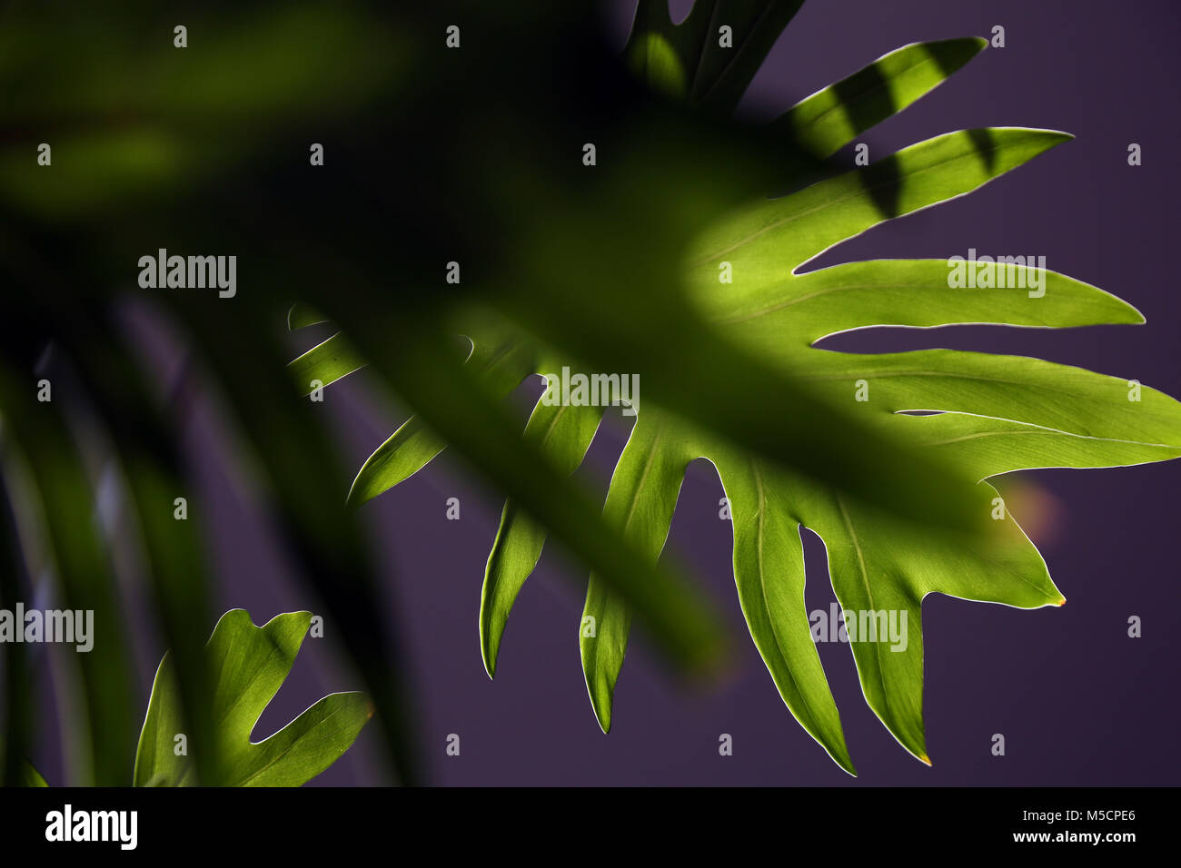 Palm leafe on a dark background Stock Photo - Alamy