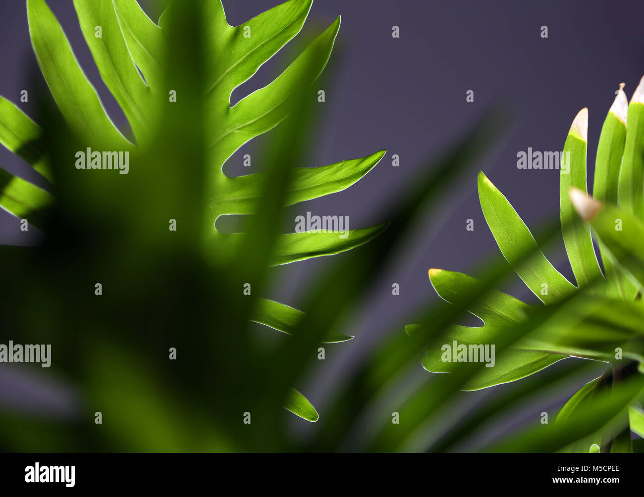 Palm leafe on a dark background Stock Photo - Alamy