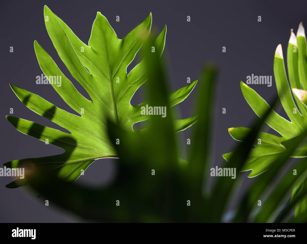 Palm leafe hi-res stock photography and images - Alamy