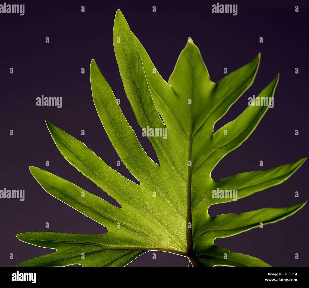 Palm leafe on a dark background Stock Photo - Alamy