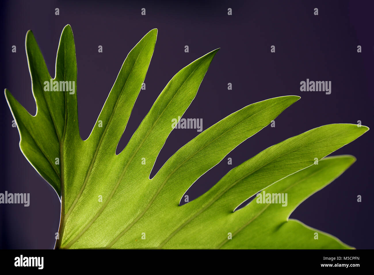 Palm leafe on a dark background Stock Photo - Alamy