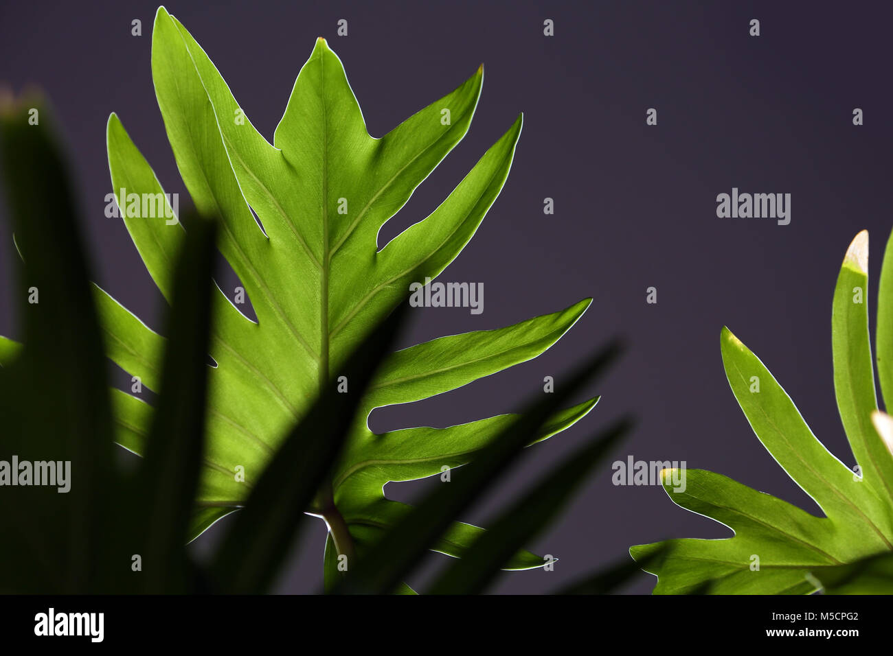 Palm leafe on a dark background Stock Photo - Alamy