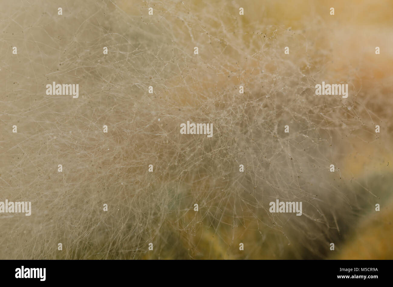 Close up, macro photography of mold on moldy food Stock Photo - Alamy