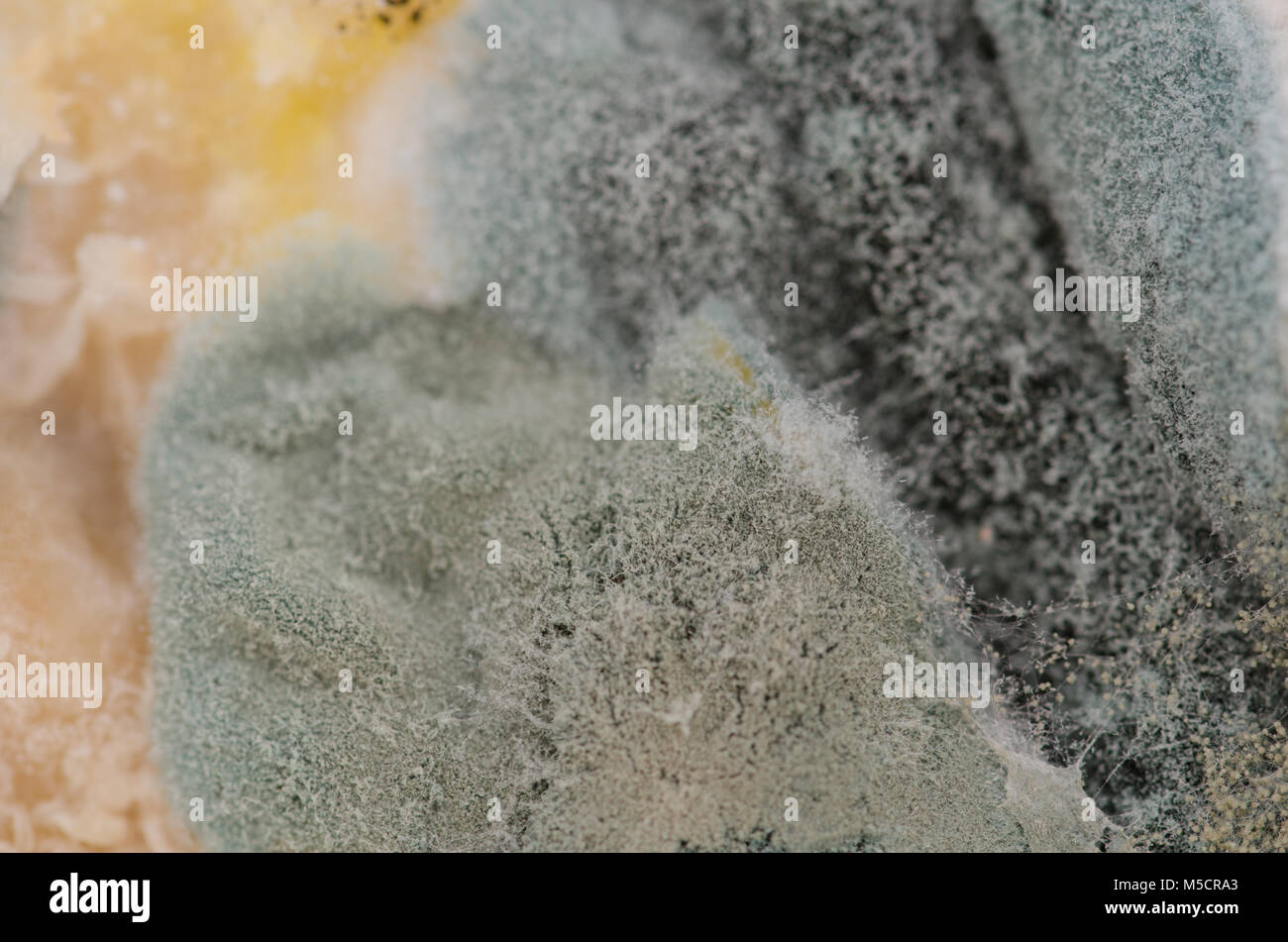 Close up, macro photography of mold on moldy food Stock Photo - Alamy