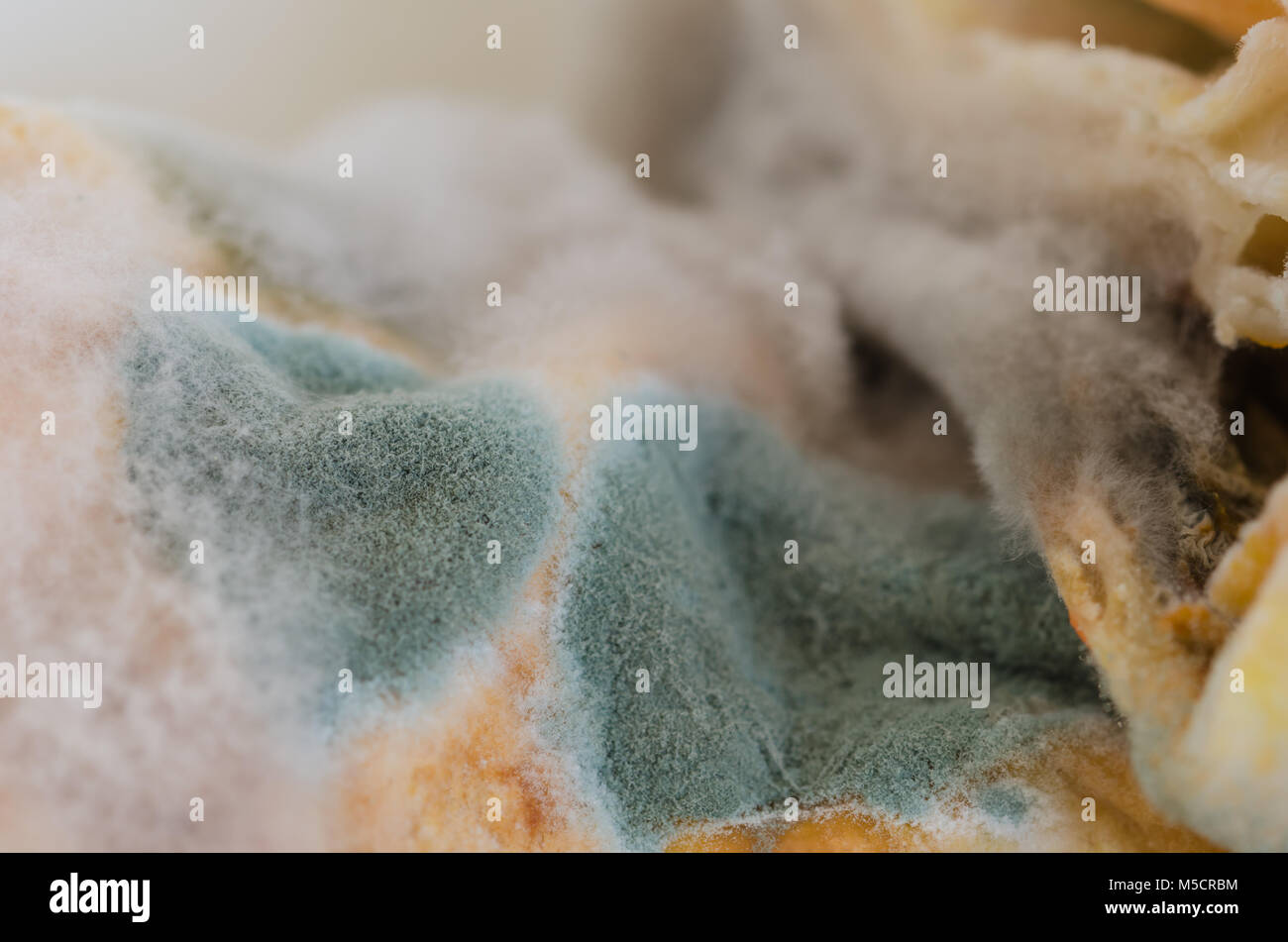 Close up, macro photography of mold on moldy food Stock Photo - Alamy