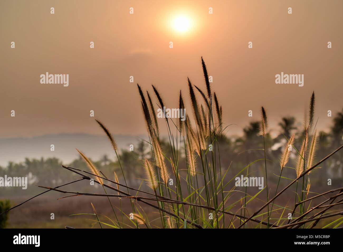 Grass Shining from Evening Sun Rays Stock Photo - Alamy