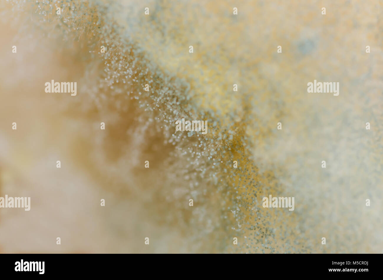 Close up, macro photography of mold on moldy food Stock Photo - Alamy